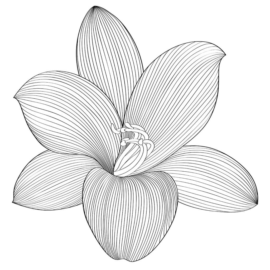 Drawing of a complex flower for adults coloring page