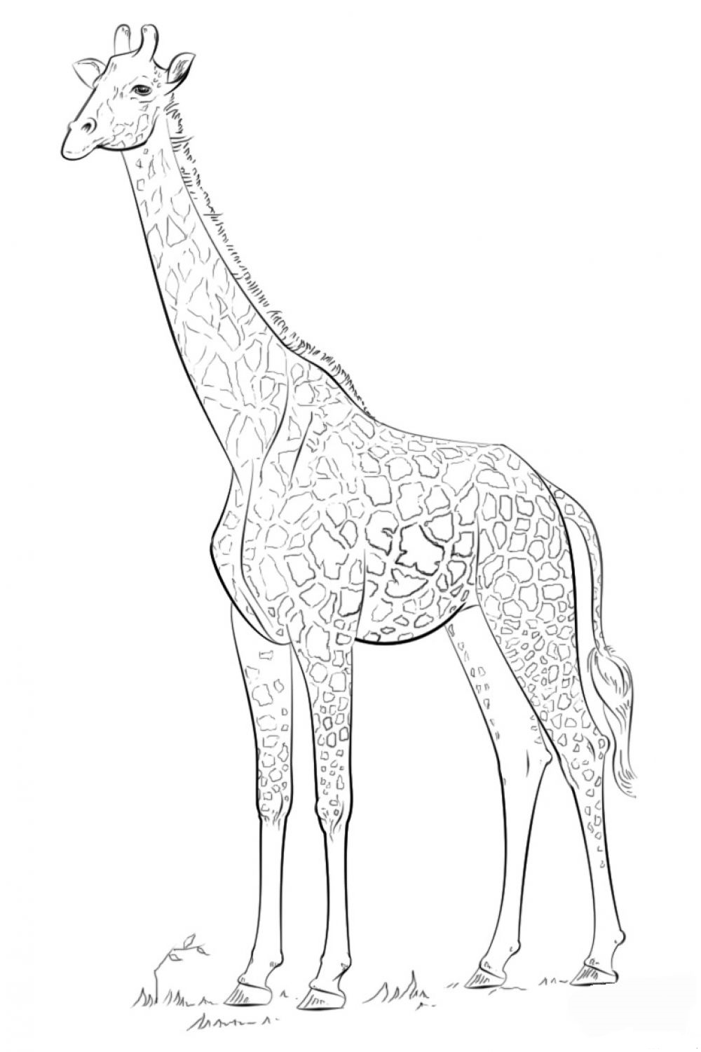 Tall adult giraffe at the zoo coloring page