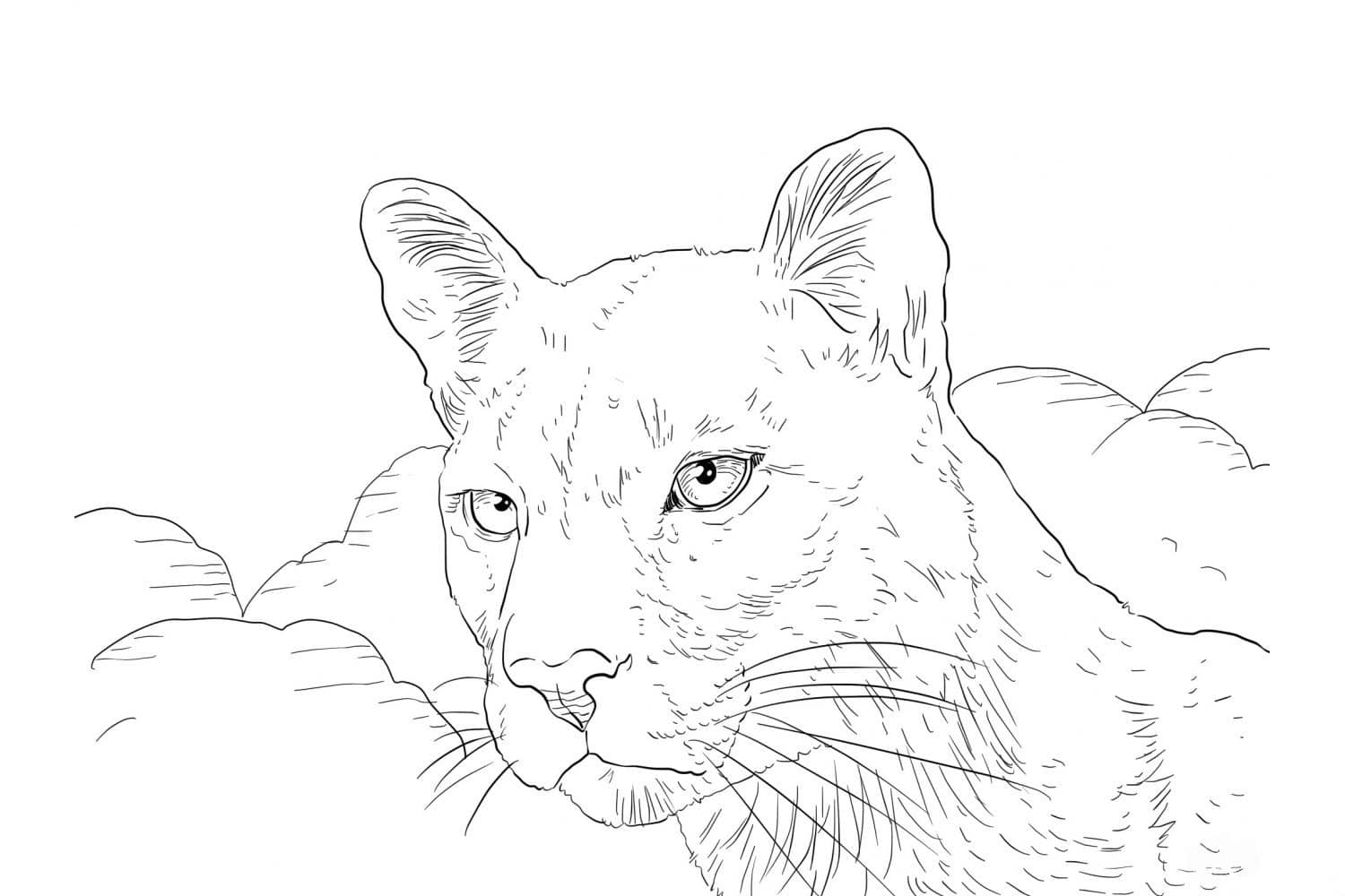 Wild cat sitting in ambush coloring page